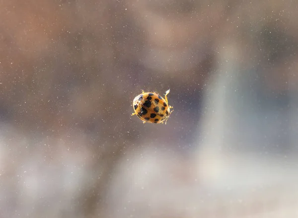 Ladybug top view Stock Photos, Royalty Free Ladybug top view Images ...