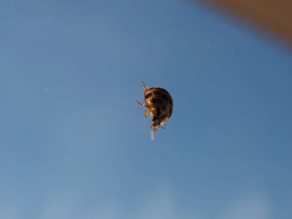 ladybird aka ladybug or lady beetle animal of phylum Euarthropoda ...