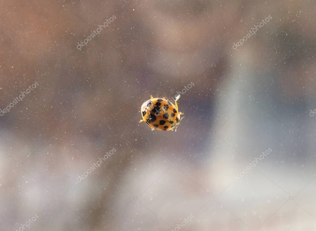 ladybird aka ladybug or lady beetle animal of phylum Euarthropoda ...