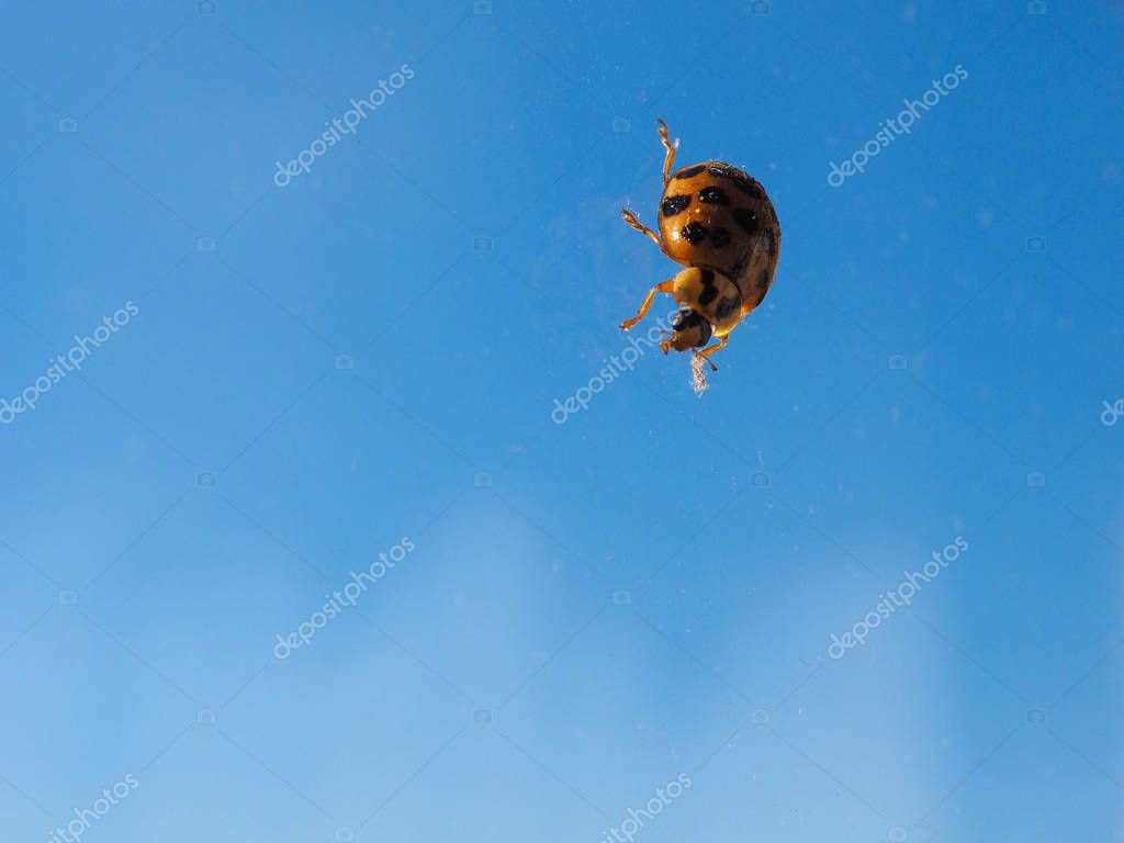 ladybird aka ladybug or lady beetle animal of phylum Euarthropoda ...