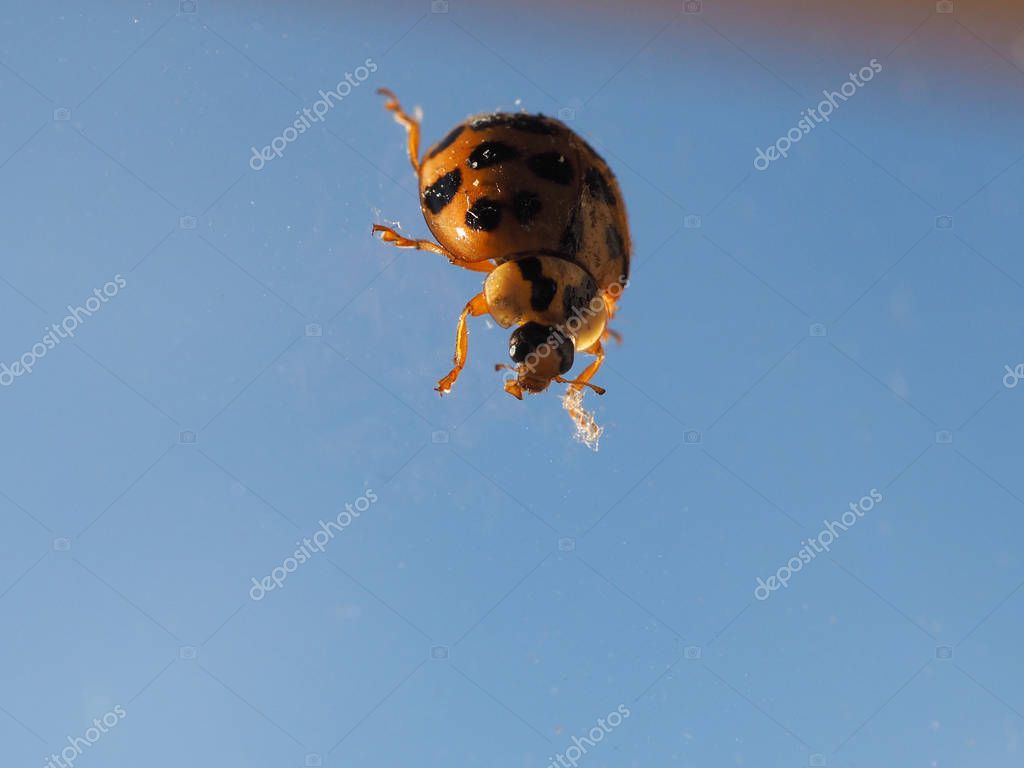 ladybird aka ladybug or lady beetle animal of phylum Euarthropoda ...