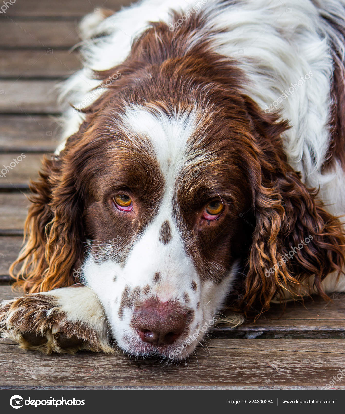 Brown And White Cocker Spaniel