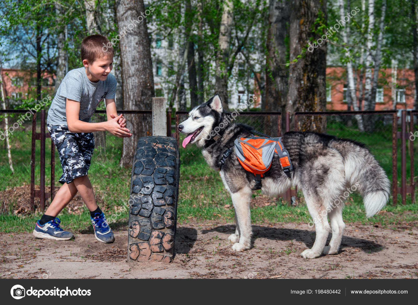 Are Siberian Huskies Jumpers