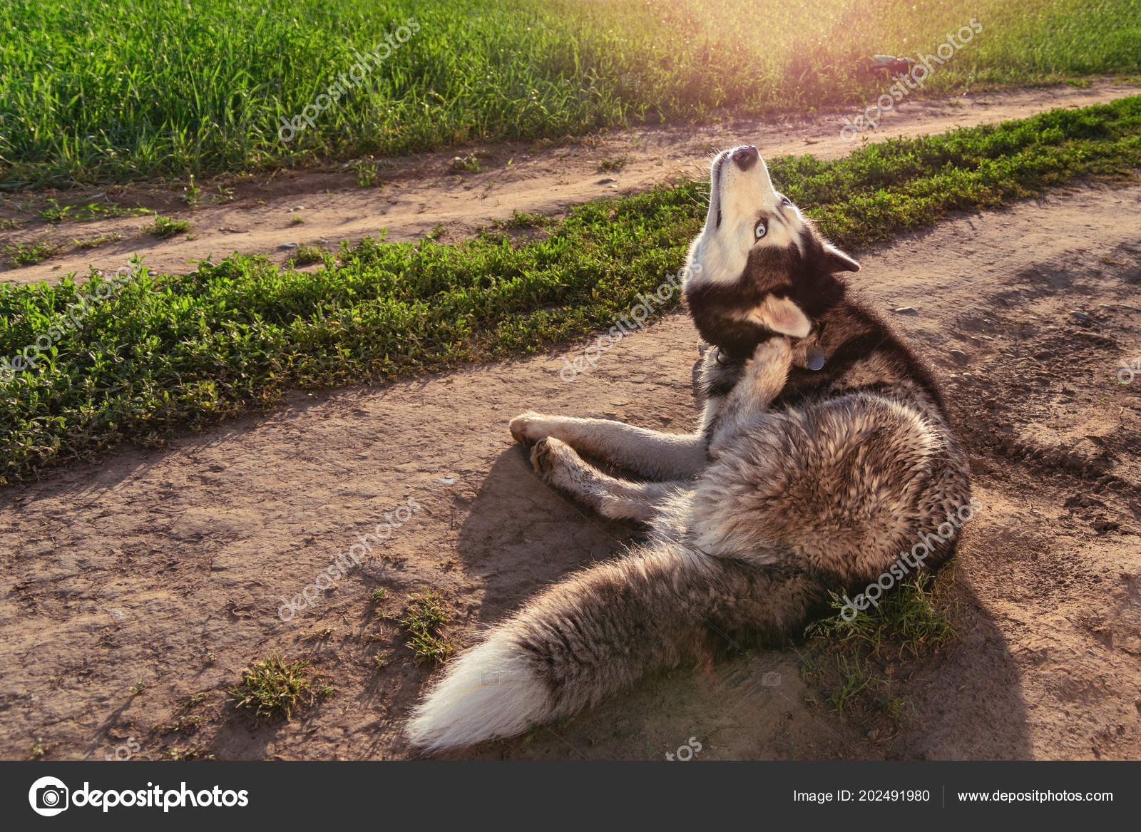 Dog Scratching Itchy Ears. — Stock Photo © Westsib #202491980