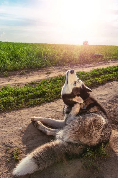 Dog Scratching Itchy Ear. Siberian husky is scratching his ear on the ...