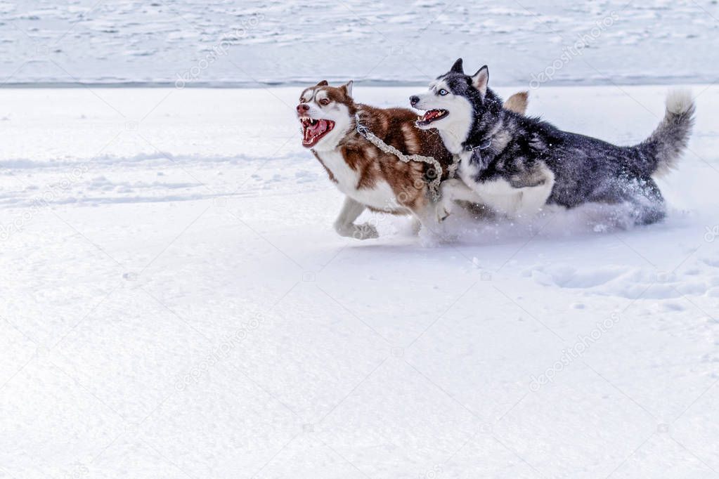 Dos perros husky siberiano con caras locas y divertidas corren en la ...