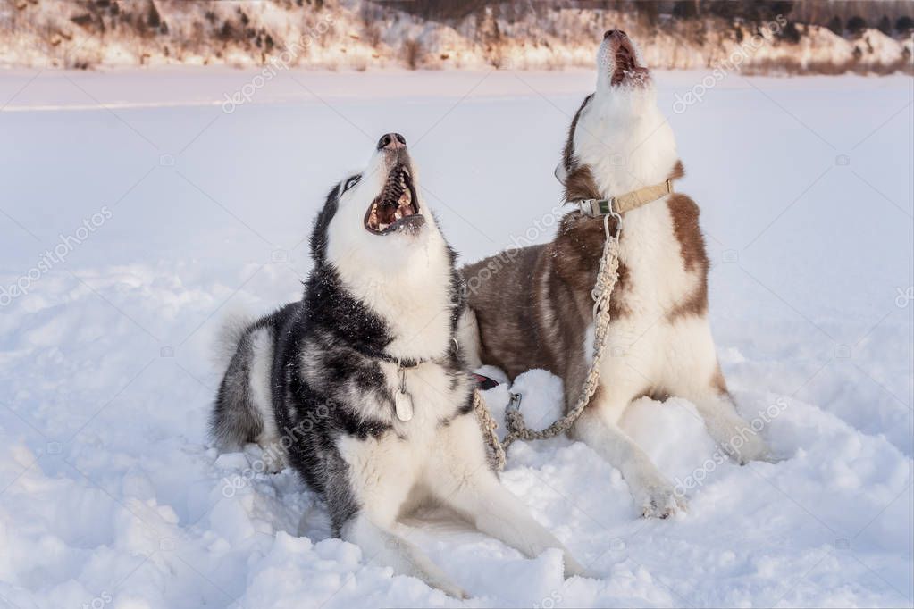 Dos perros husky siberianos aullan levantando sus bozales. Aullando en ...