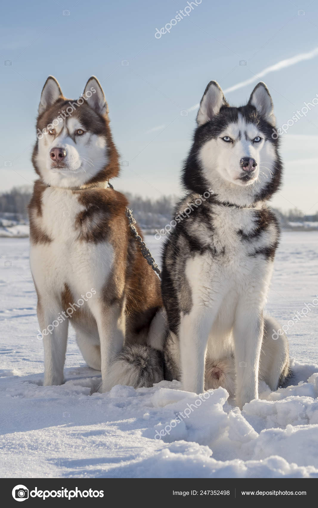 Huskies In Snow