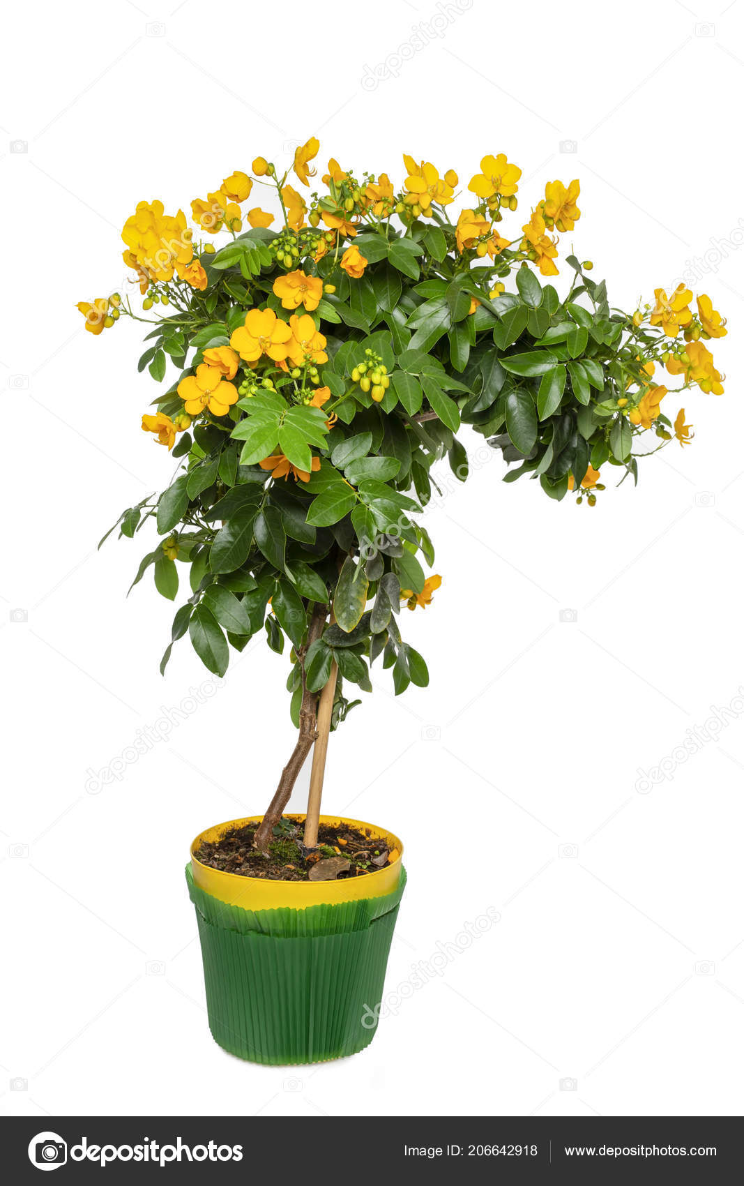 Senna Cassia Corymbosa Flowers Pot Isolated White Stock Photo by ...