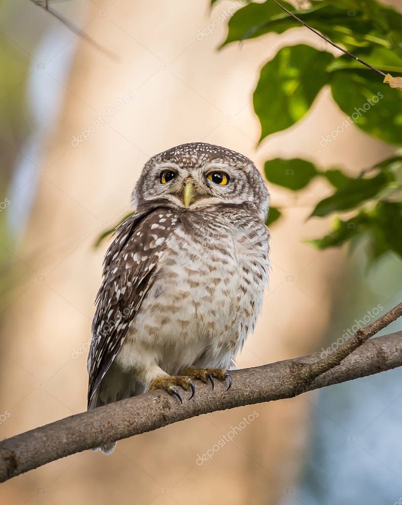 Búho moteado (Athene brama) En las ramas de los árboles. 2022