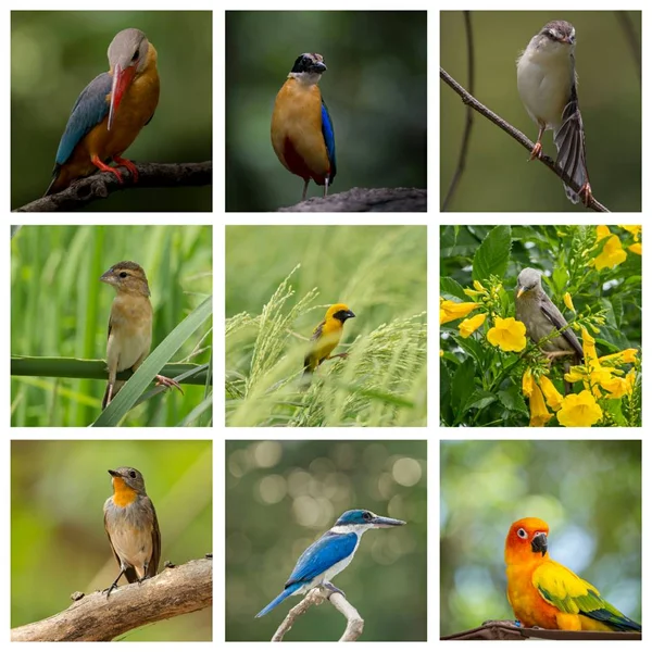 Images: bird collage | Bird Collage — Stock Photo © CraterValley #5213618