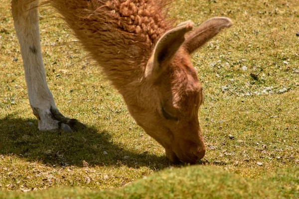 Burro corriendo Stock Photos, Royalty Free Burro corriendo Images ...