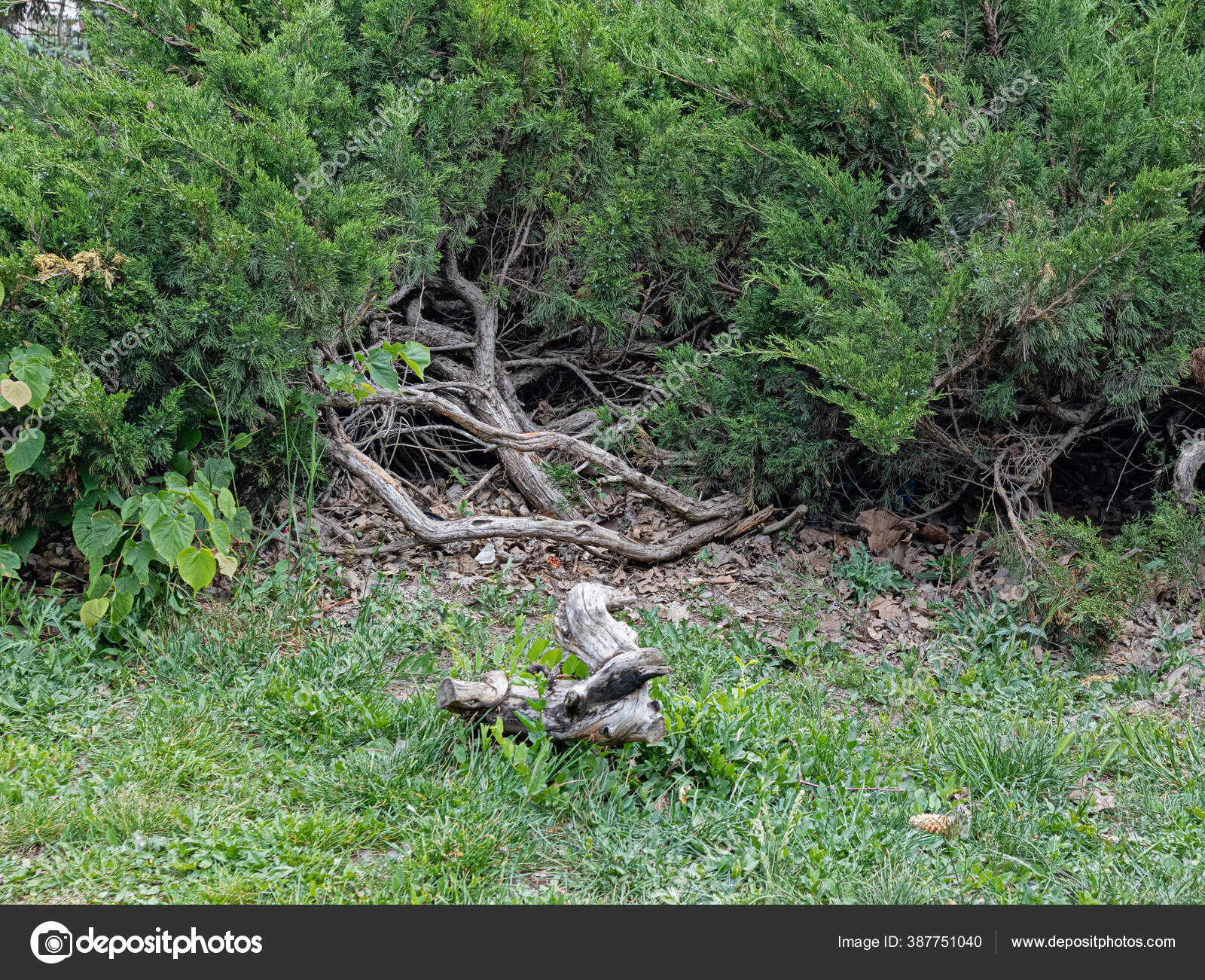 Chaotic Serpentine Weave Juniper Roots Forms Peculiar Relief Picture ...