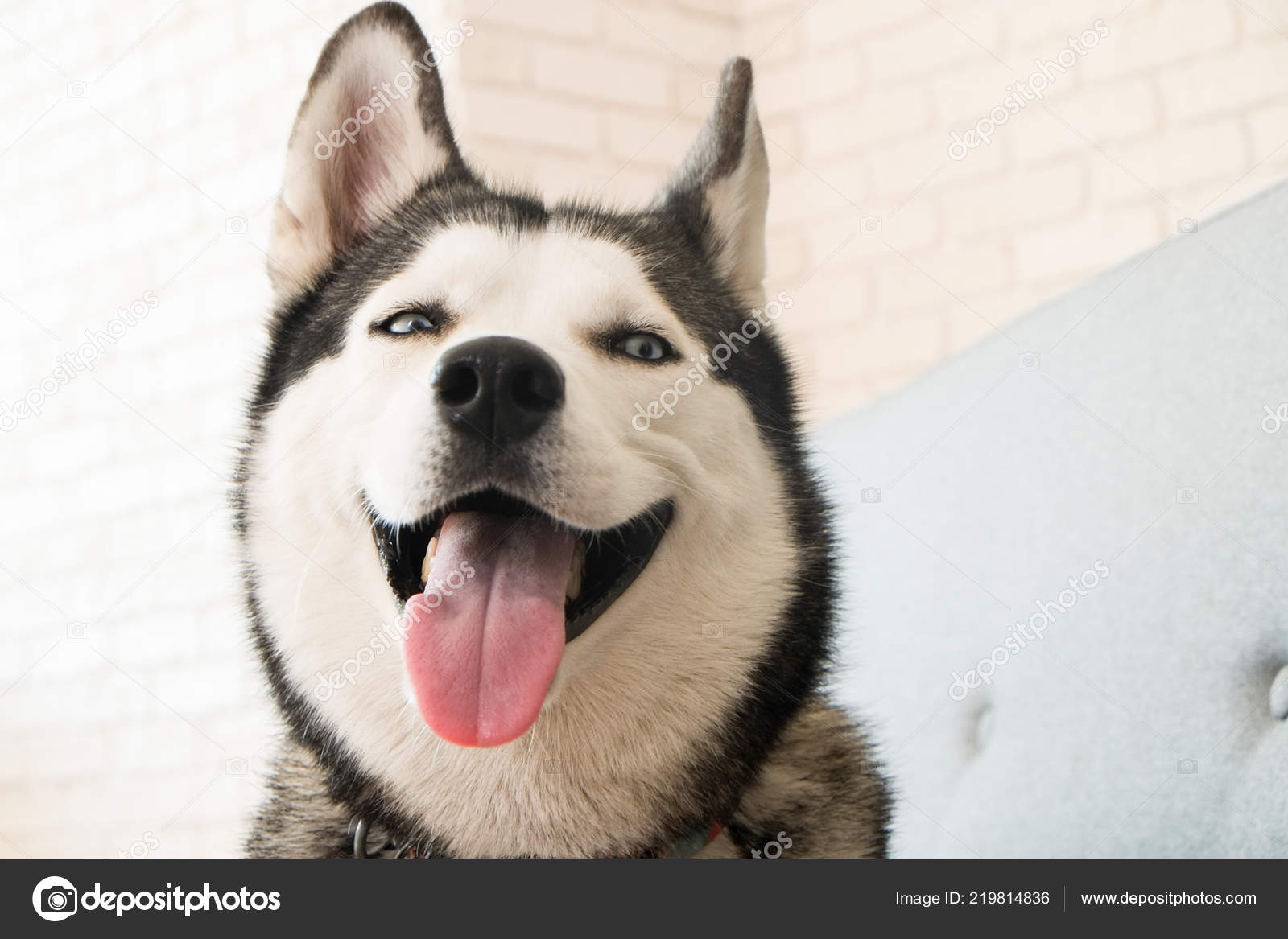 Funny Husky Face