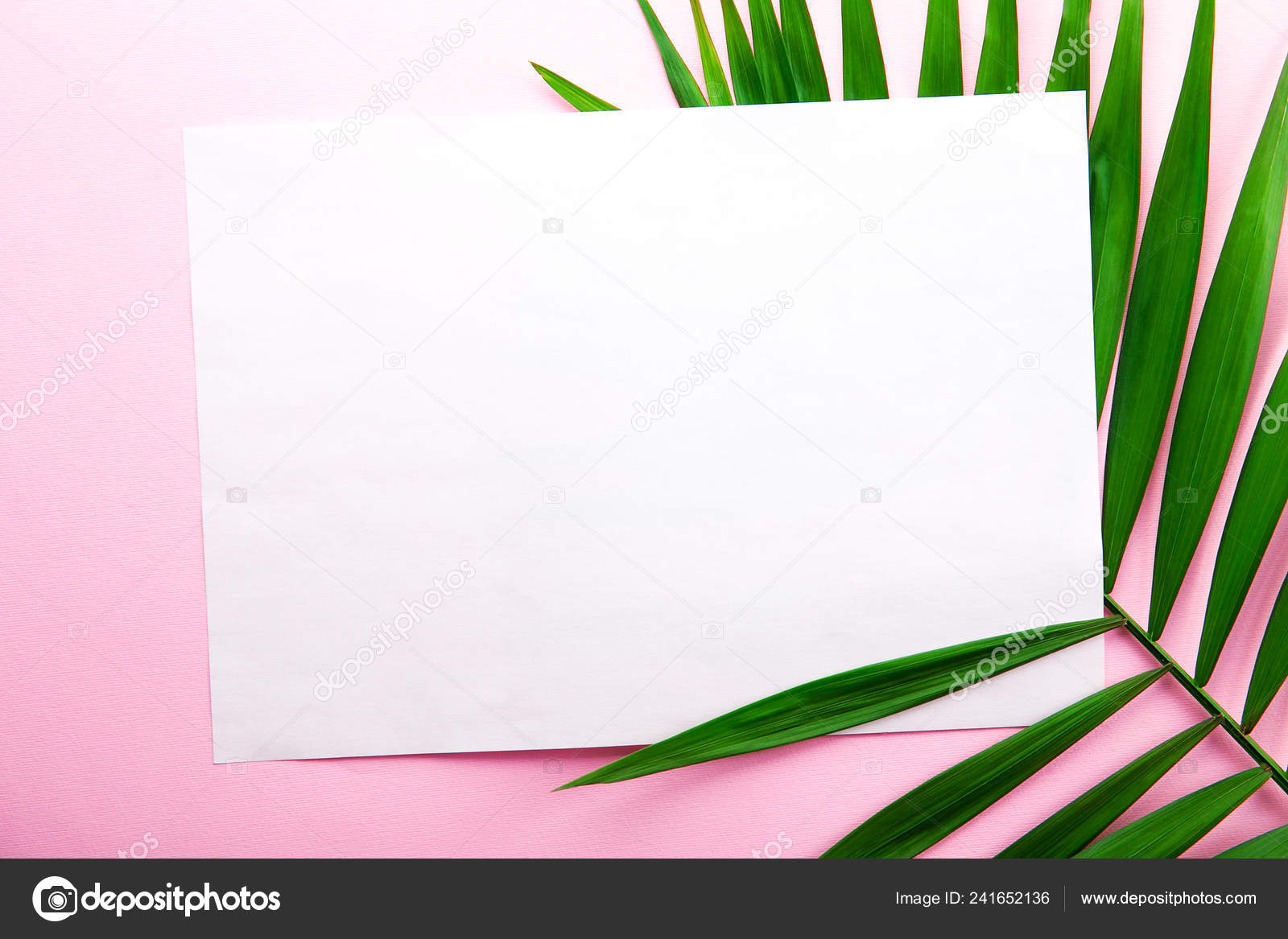 Blank Piece Paper Big Green Leaf Parlor Palm Pale Pink Stock Photo by ...
