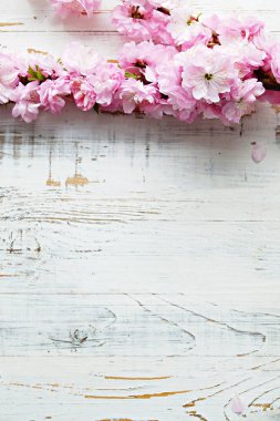 Fresh, romantic, rustic spring background with cherry flowers petals ...
