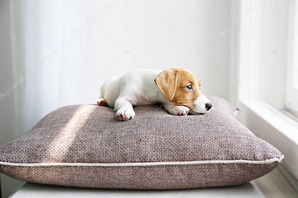 Pequeño adorable cachorro Jack Russell Terrier con manchas marrones en ...