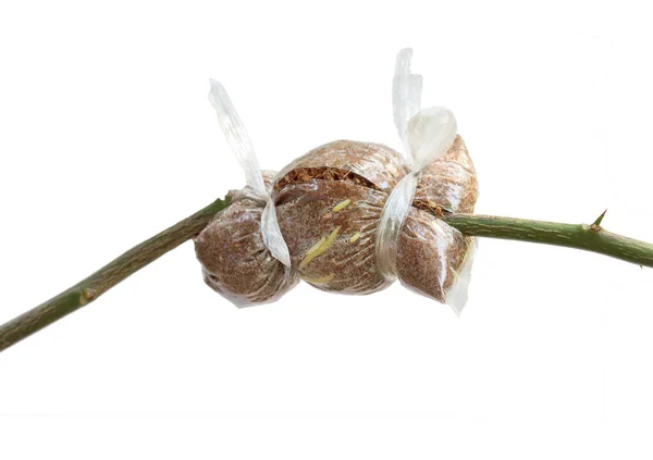 Cocoons transformation Stock Photos, Royalty Free Cocoons ...