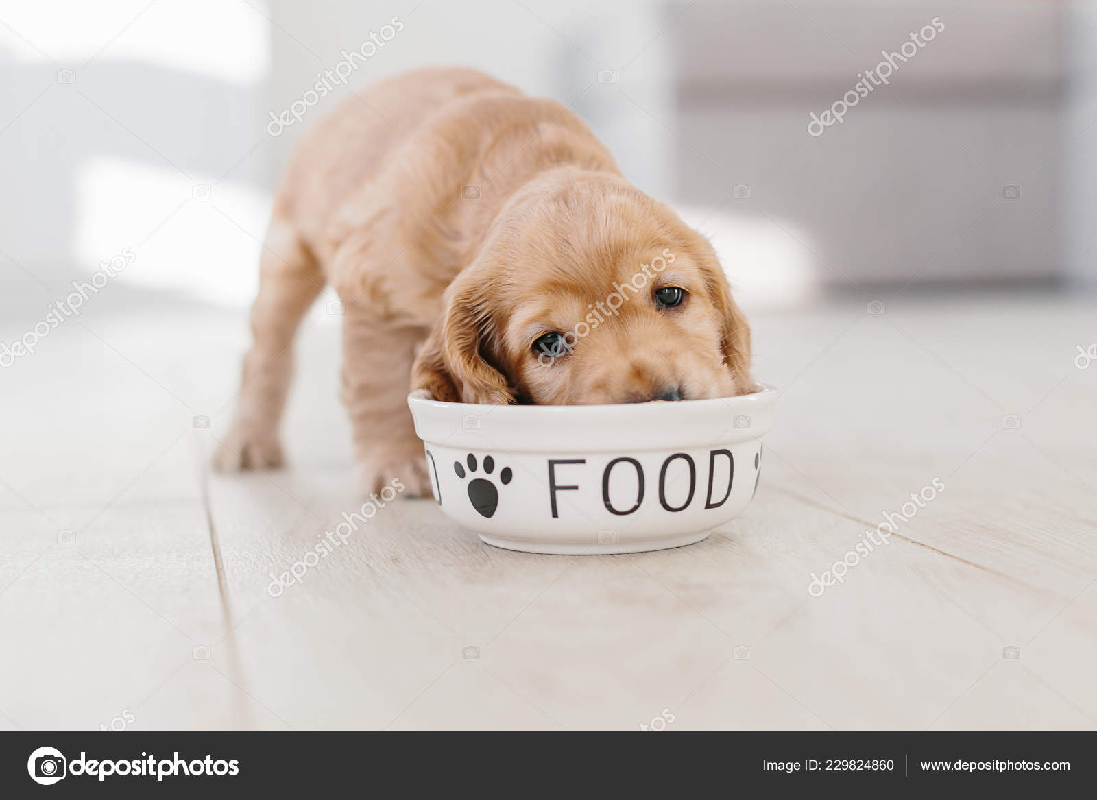 Cocker Spaniel Food Bowl | atelier-yuwa.ciao.jp