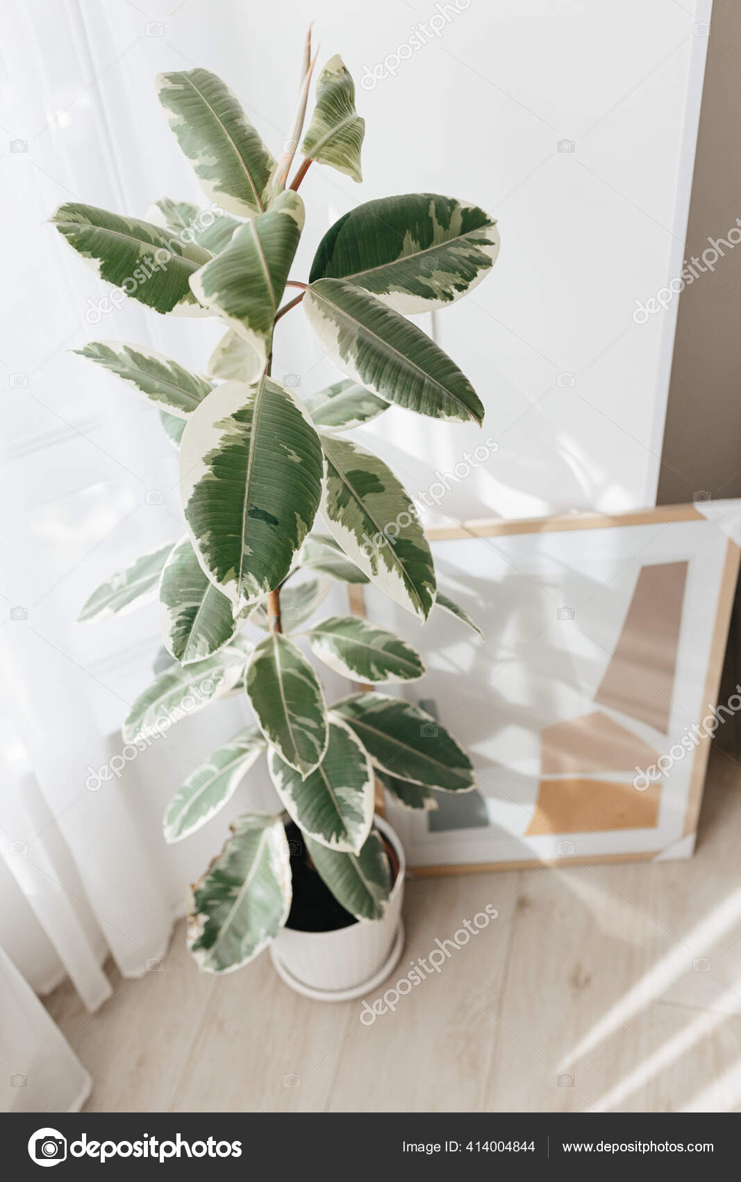 Variegated Rubber Tree Plant