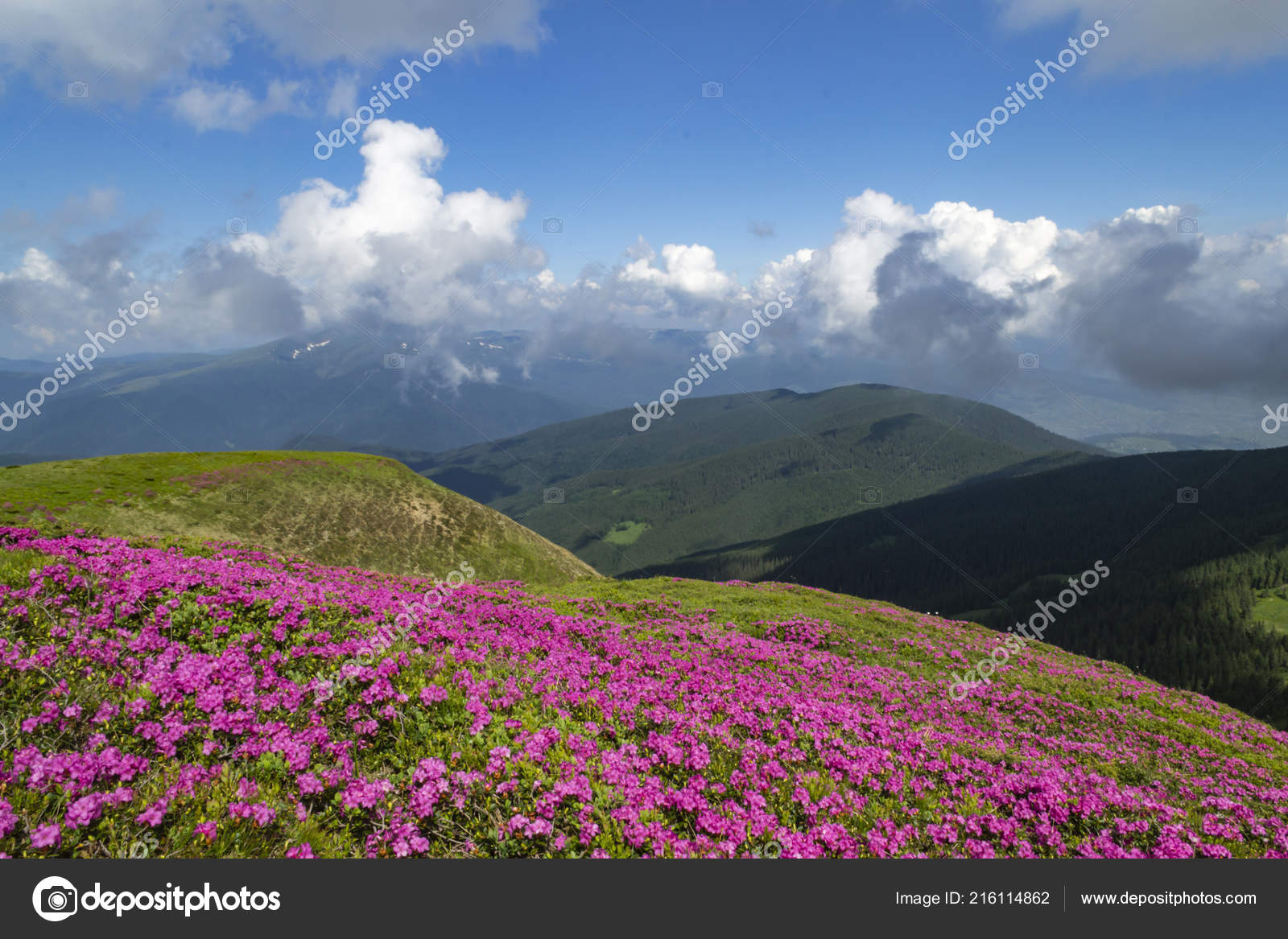 Vista Montaña Flores Rosas Contra Cielo Azul Con Nubes Campos — Foto de ...