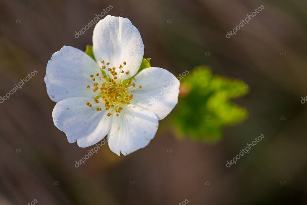 Una hermosa flor de mora y hoja en un hábitat natural de pantano ...