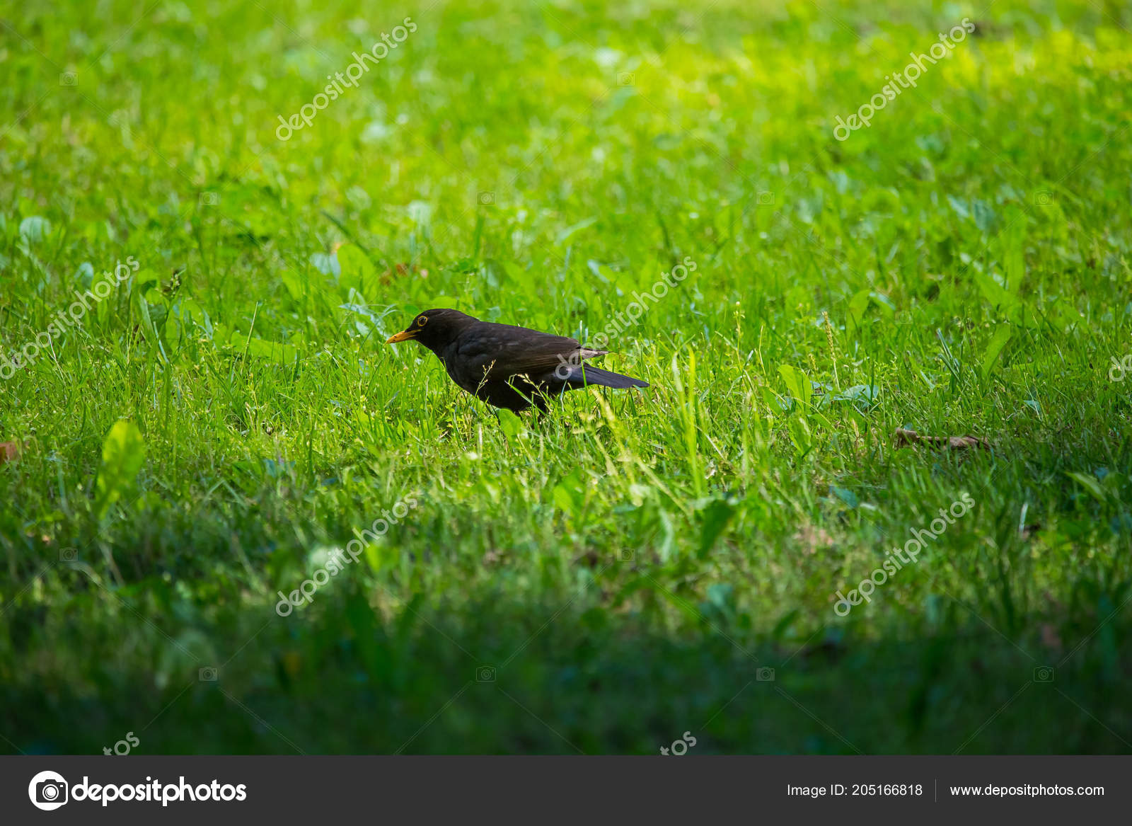 Beautiful Common Blackbird Feeding Grass Park Migration Turdus Merula ...