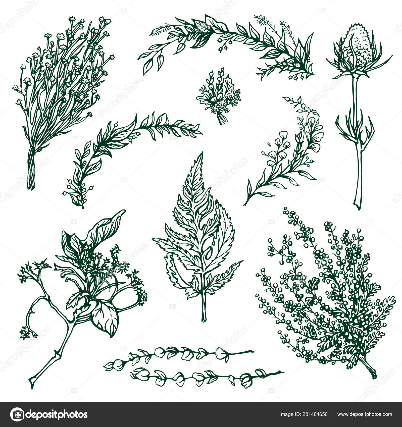 Hand-drawn Vector set of plants, outline drawings. Stock Vector by ...