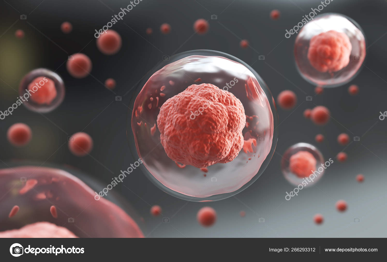 Embryonic Stem Cells Microscope