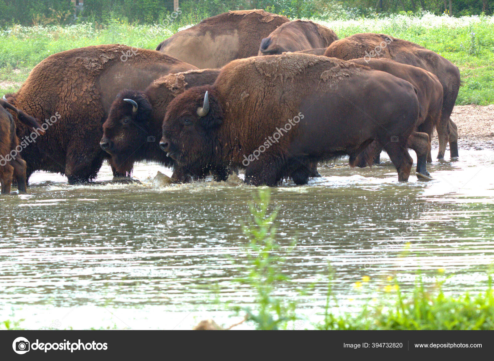 Group Bison Walking Thru Shallow Water Small Meadow Pond — Stock Photo ...