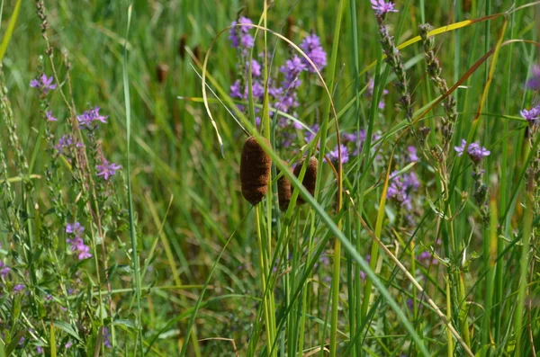 Bank grow Images - Search Images on Everypixel