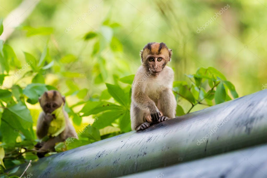 Macacos salvajes en la isla tropical de Tioman en Malasia. Hermosa ...