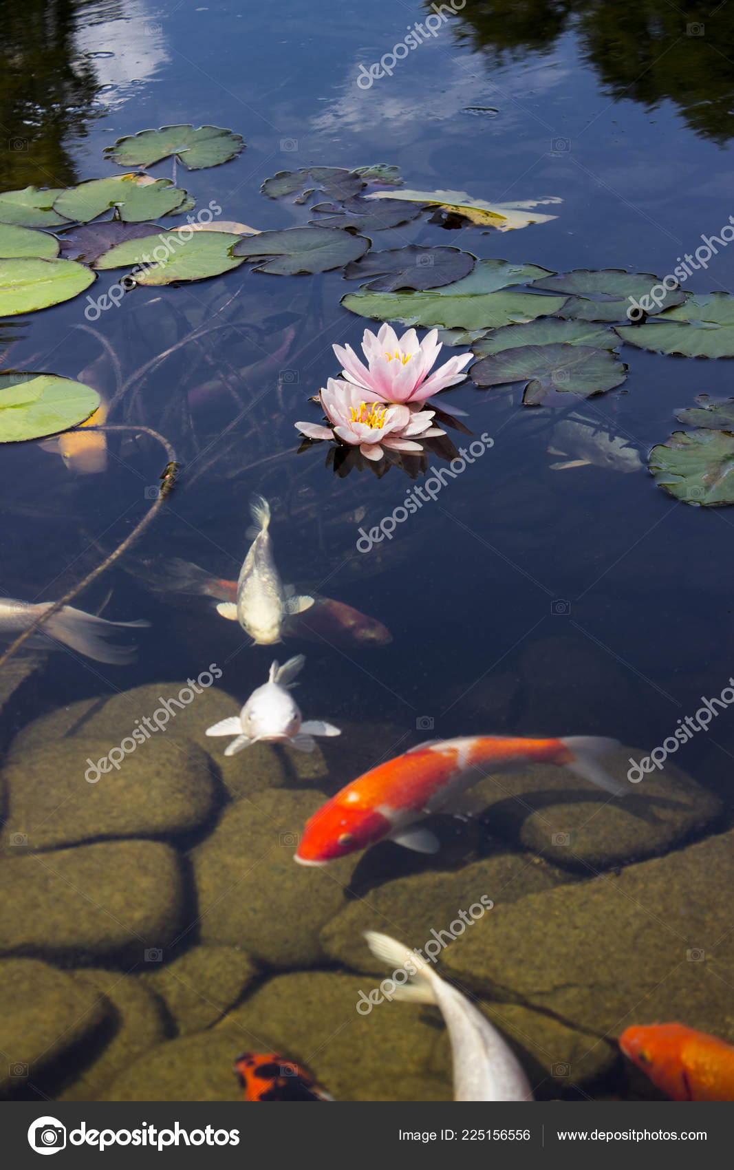 Koi Fish Pond Photography