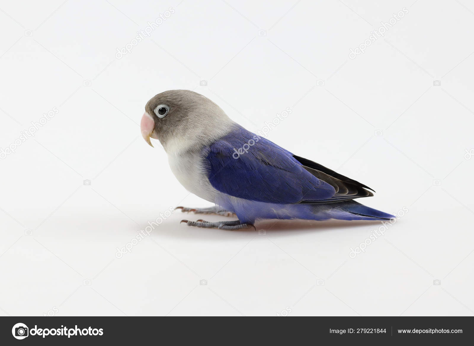 Blue Masked Lovebird