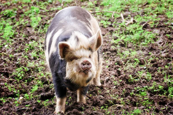 Pig in field Stock Photos, Royalty Free Pig in field Images ...