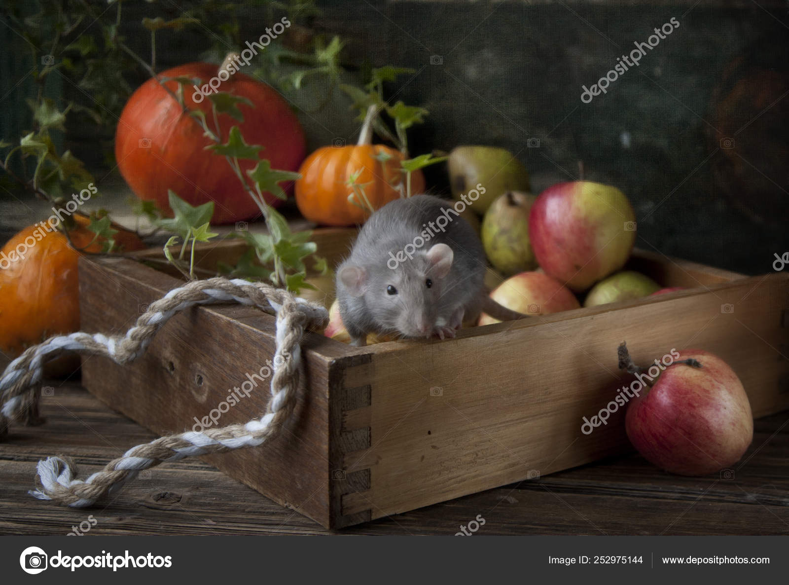Cute little gray dumbo rat sits in the wooden box with fresh app ...