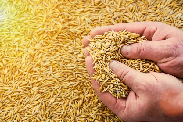 oats in hand, touch grain, wheat, rye, for spring sowing, healthy ...