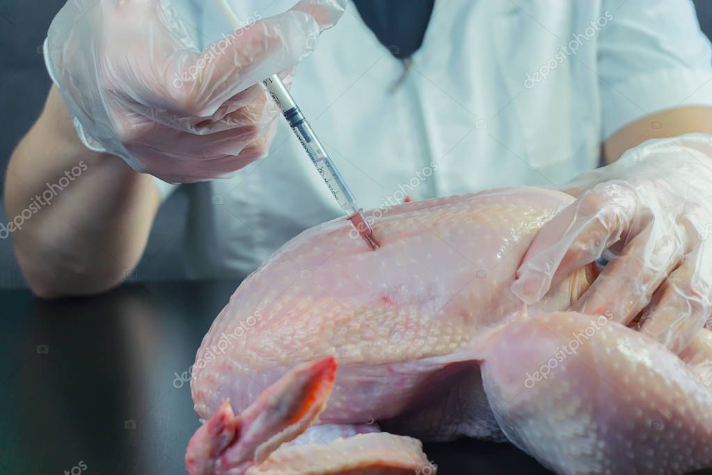 en la inyección de la química del pollo, productos OGM 2024
