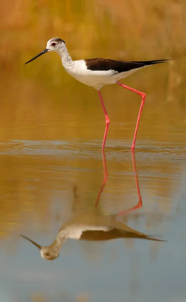 Stilt stilt bird recurvirostridi Stock Photos, Royalty Free Stilt stilt ...
