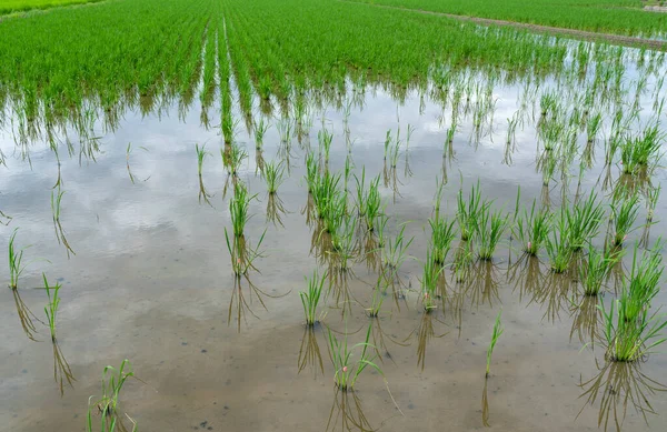 Rice farming africa Stock Photos, Royalty Free Rice farming africa ...