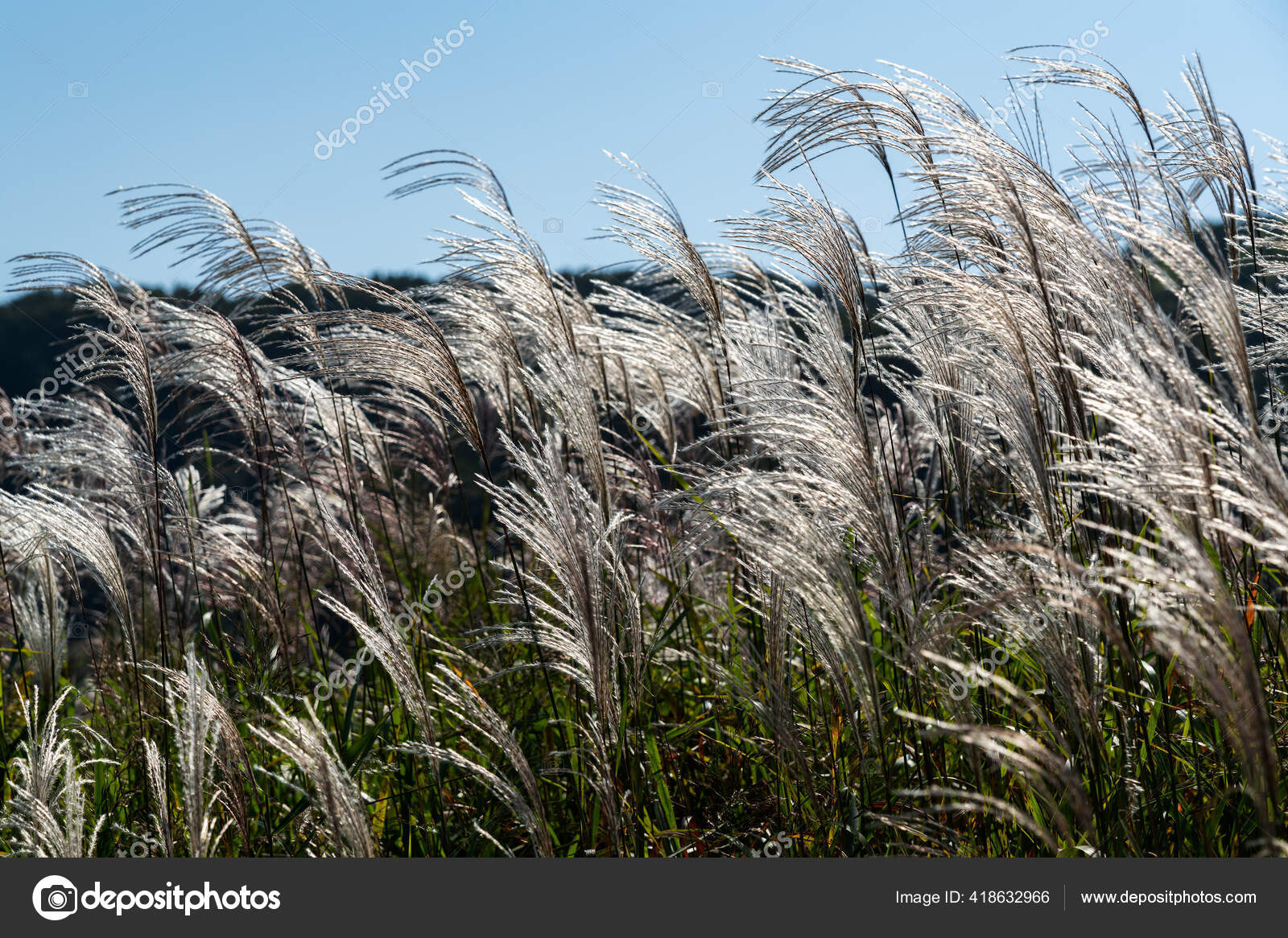 Blue Sky Silver Grass Scenery Landscape Japa — Stock Photo © sai0112 ...