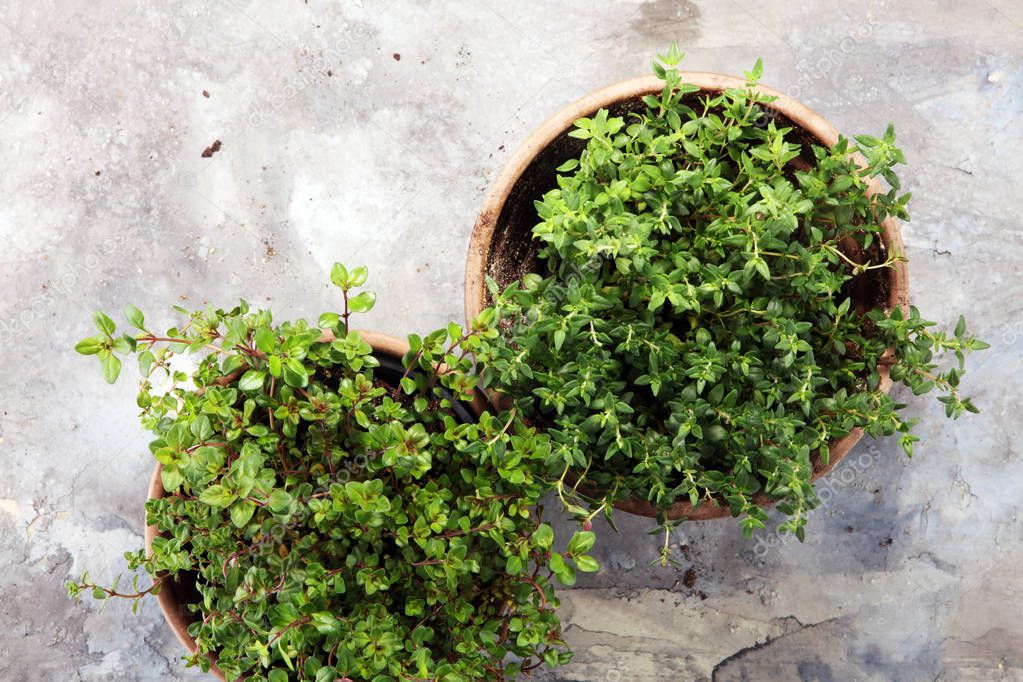 Hierba casera y aromática en maceta de barro viejo. Conjunto de hierbas culinarias. Tomillo ...