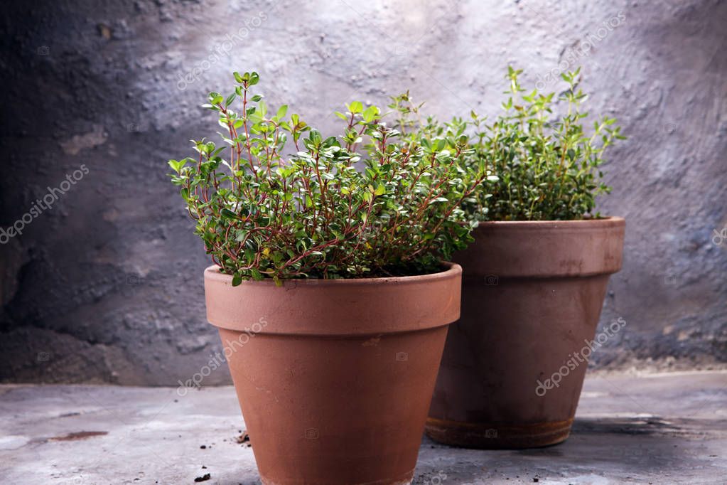 Hierba casera y arom tica en maceta de barro viejo. Conjunto de hierbas culinarias. Tomillo ...