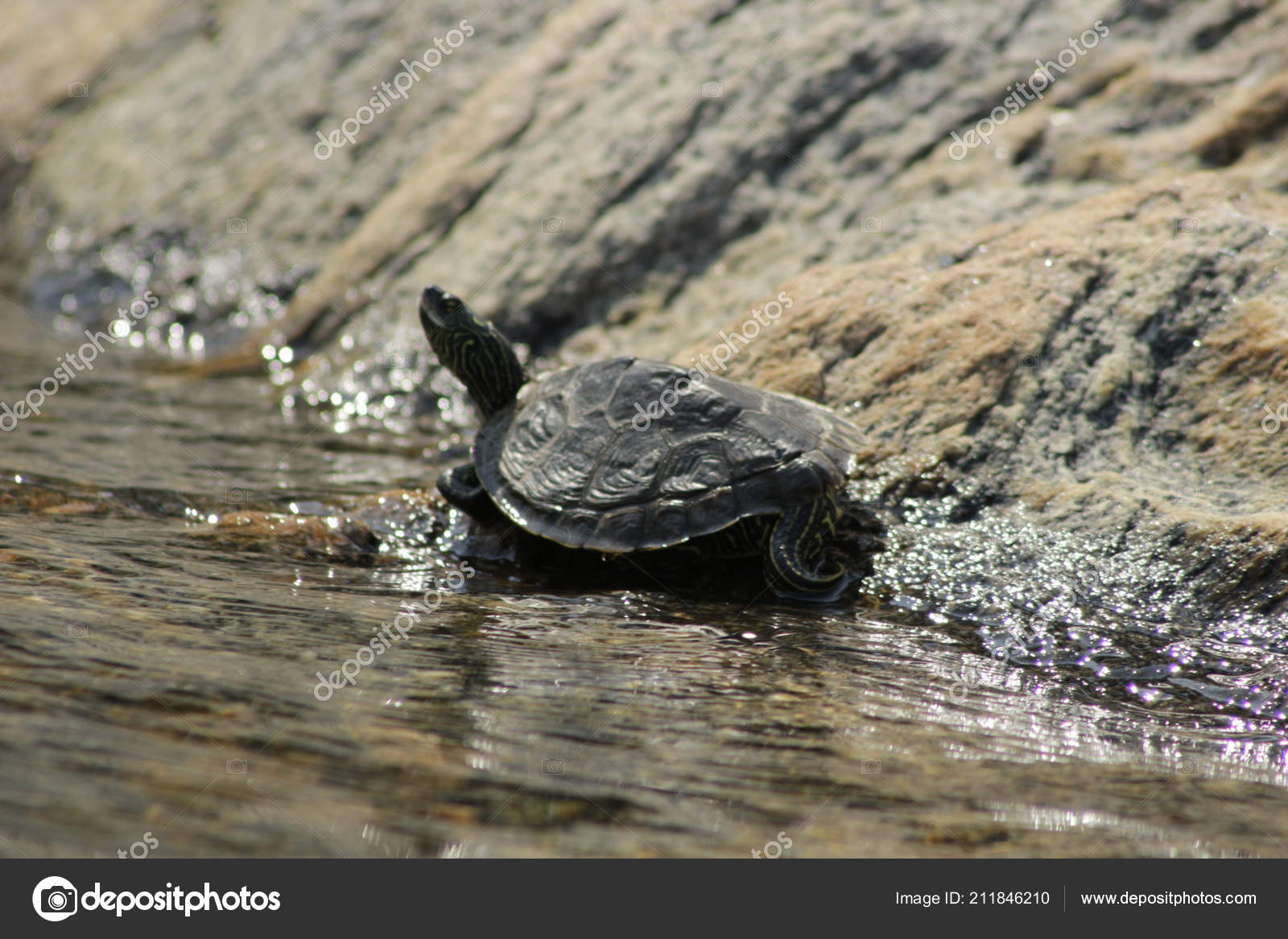 Northern Map Turtle stretched out by the edge of the water basking in ...