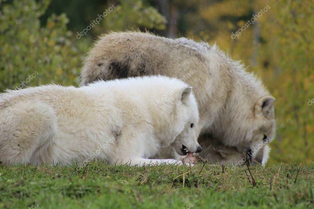 El lobo salvaje de tundra Alaska está comiendo un pedazo de carne. Lobo ...