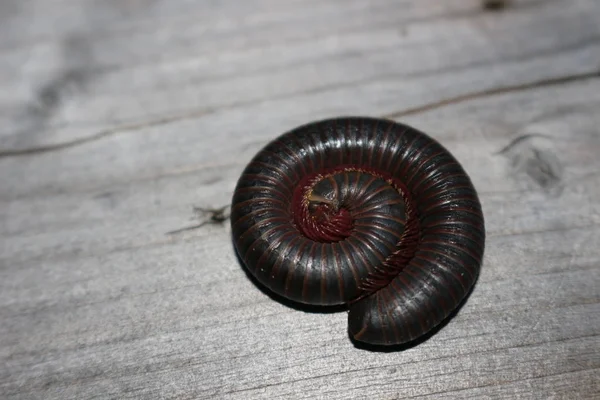 Millipede bite Stock Photos, Royalty Free Millipede bite Images | Depositphotos