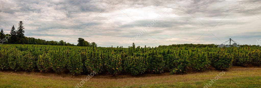 Hemp field Stock Photos, Royalty Free Hemp field Images | Depositphotos