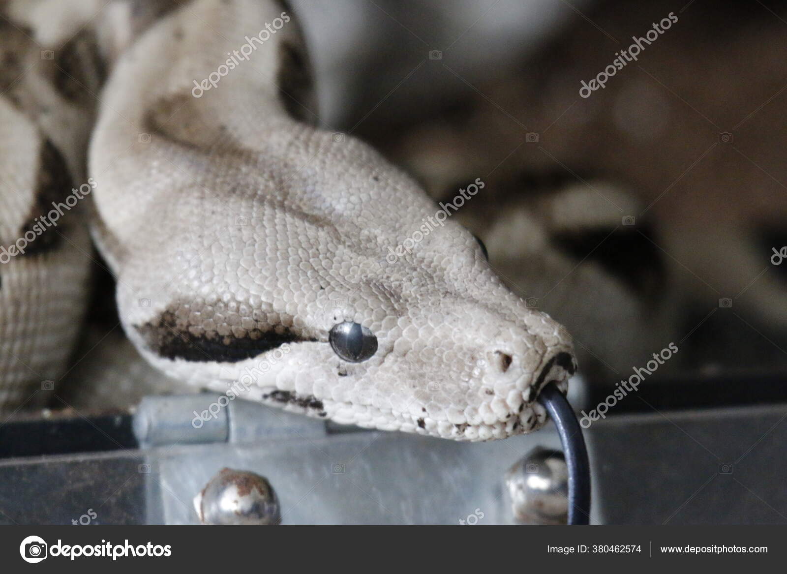 Boa Constrictor Species Large Heavy Bodied Snake — Stock Photo ...
