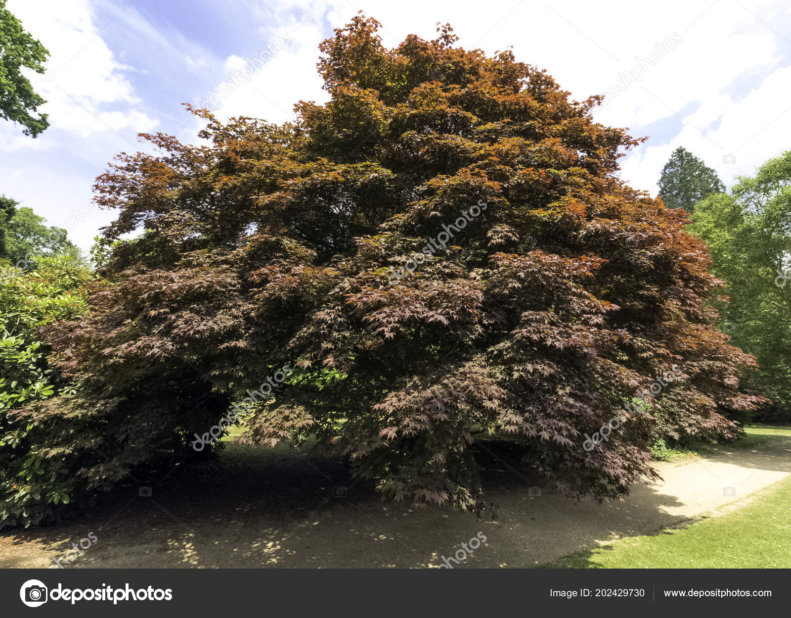 Fagus Sylvatica Purpurea Also Known Copper Beech Purple Beech Uckfield ...