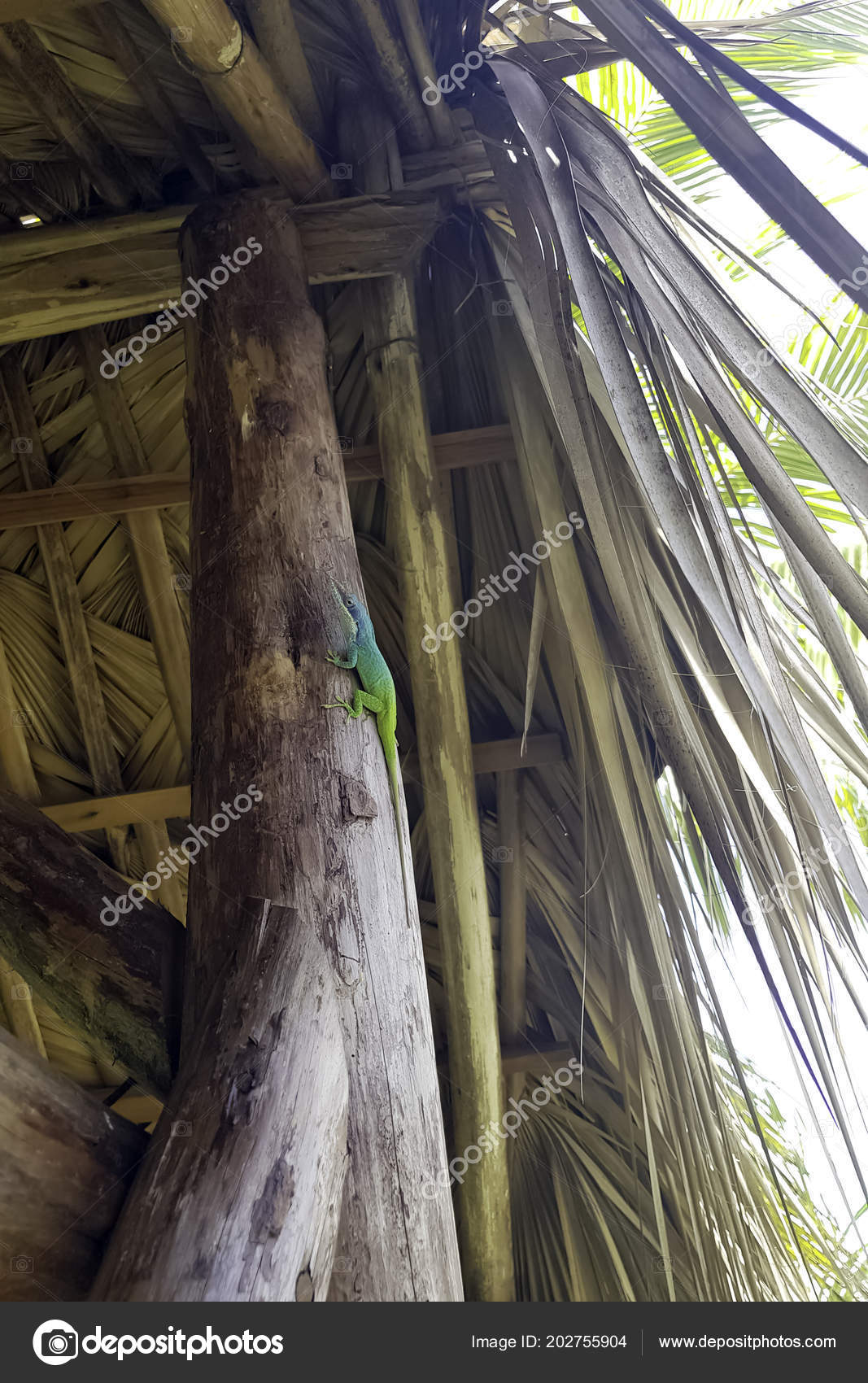 Cuban Male Lizard Allison's Anole Anolis Allisoni Also Known Blue ...